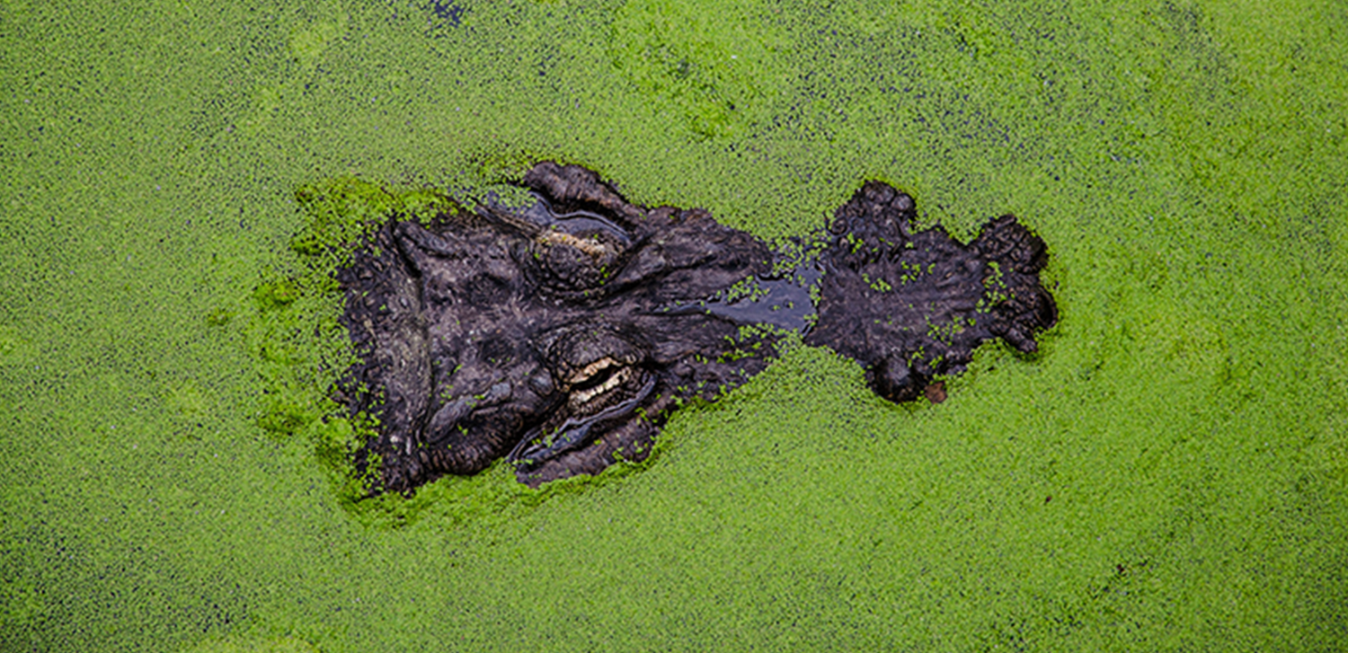 Bloom Algae Foam | Sea Lion Boards